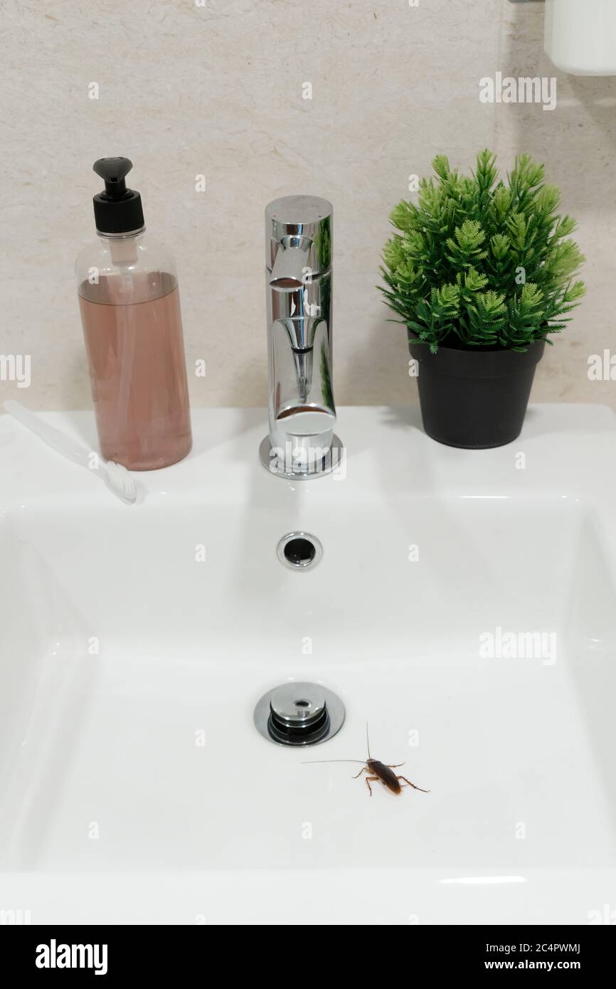 Cockroach in the bathroom on the sink. The problem with insects Stock ...