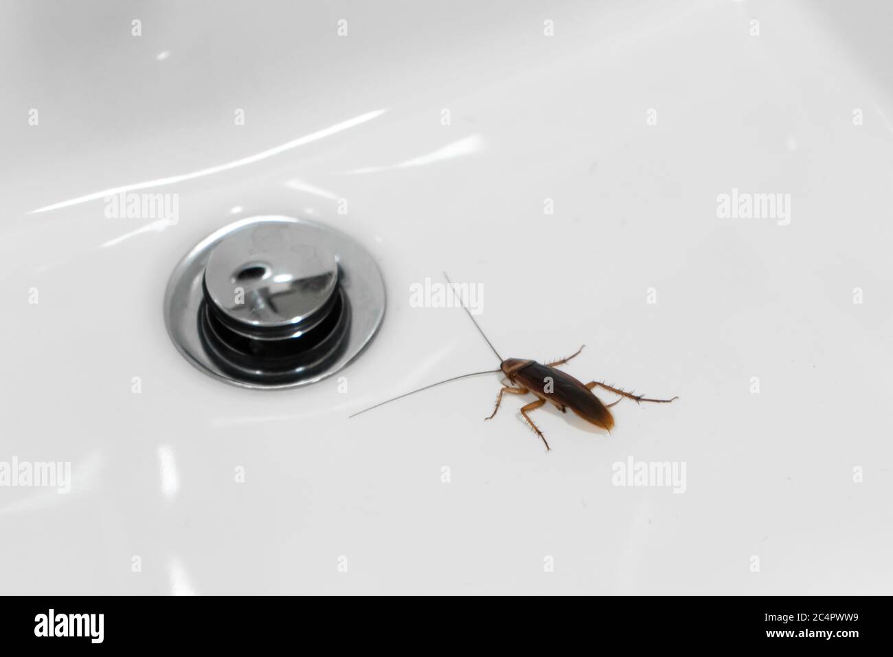 Cockroach in the bathroom on the sink. The problem with insects Stock ...