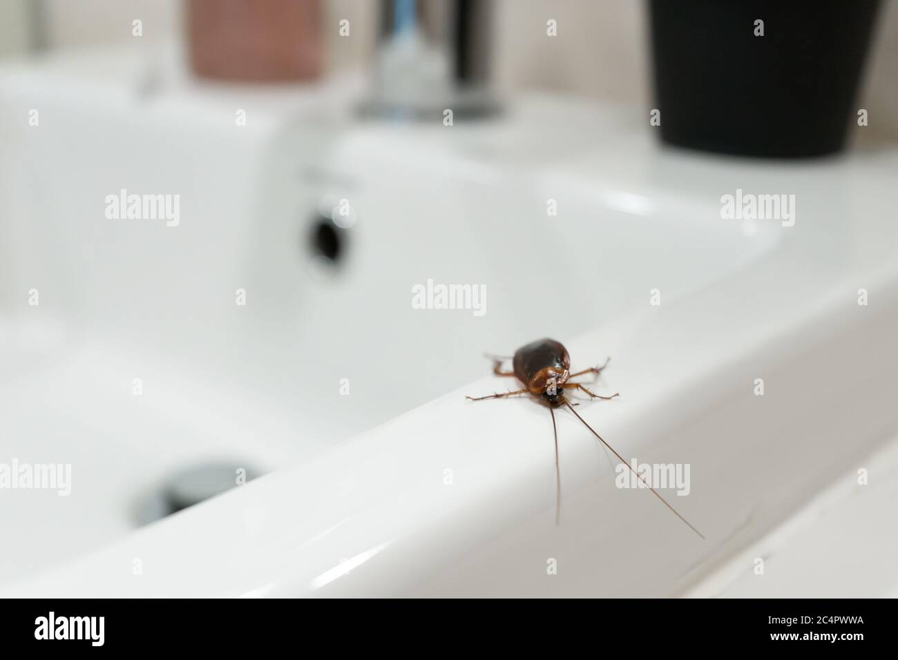 Cockroach in the bathroom on the sink. The problem with insects Stock ...