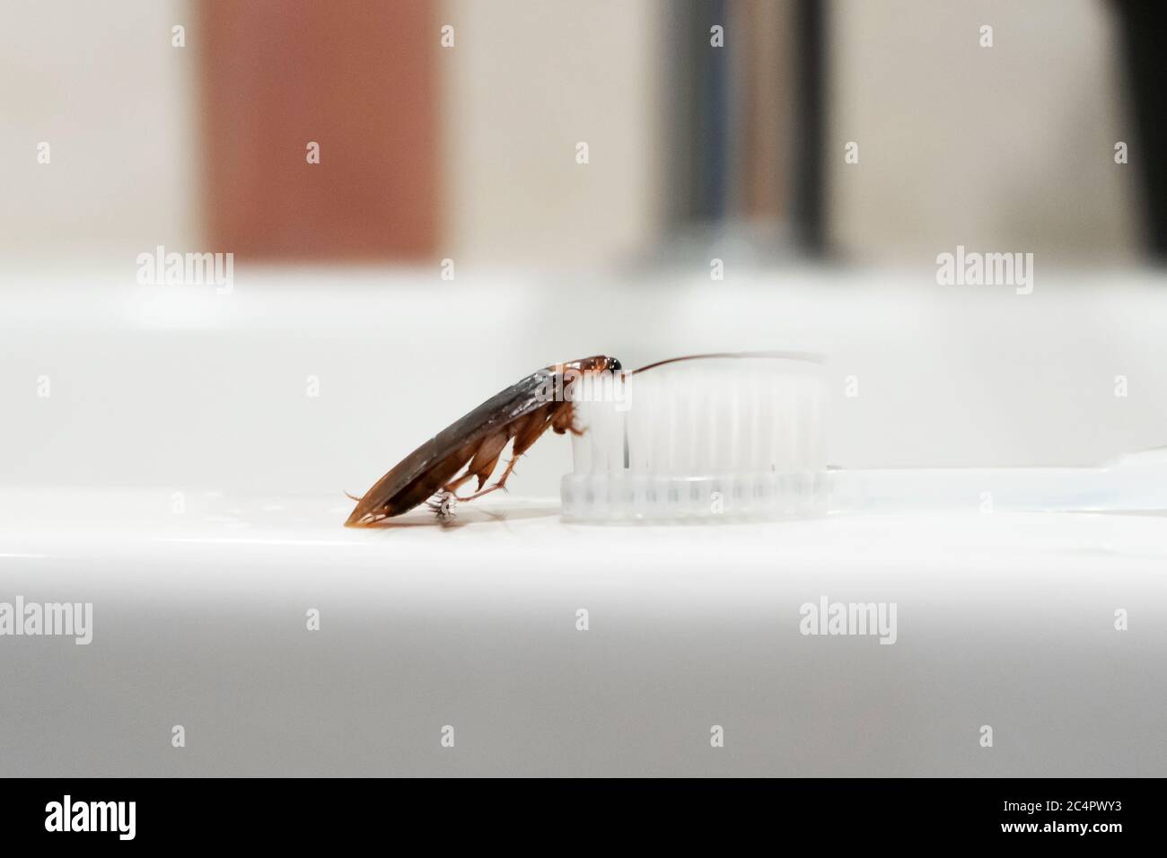 Cockroach in the bathroom on the sink. The problem with insects Stock ...