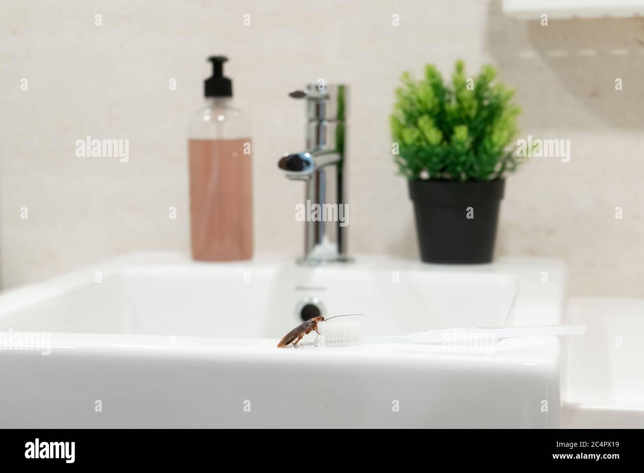 Cockroach in the bathroom on the sink. The problem with insects Stock ...