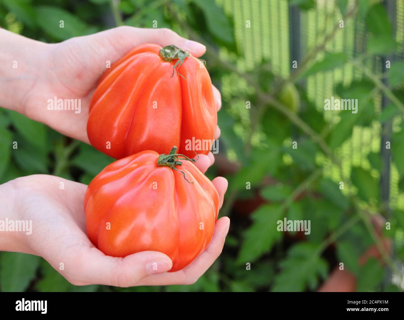 two young girl's hands with the harvest of tomatoes called ox heart ...