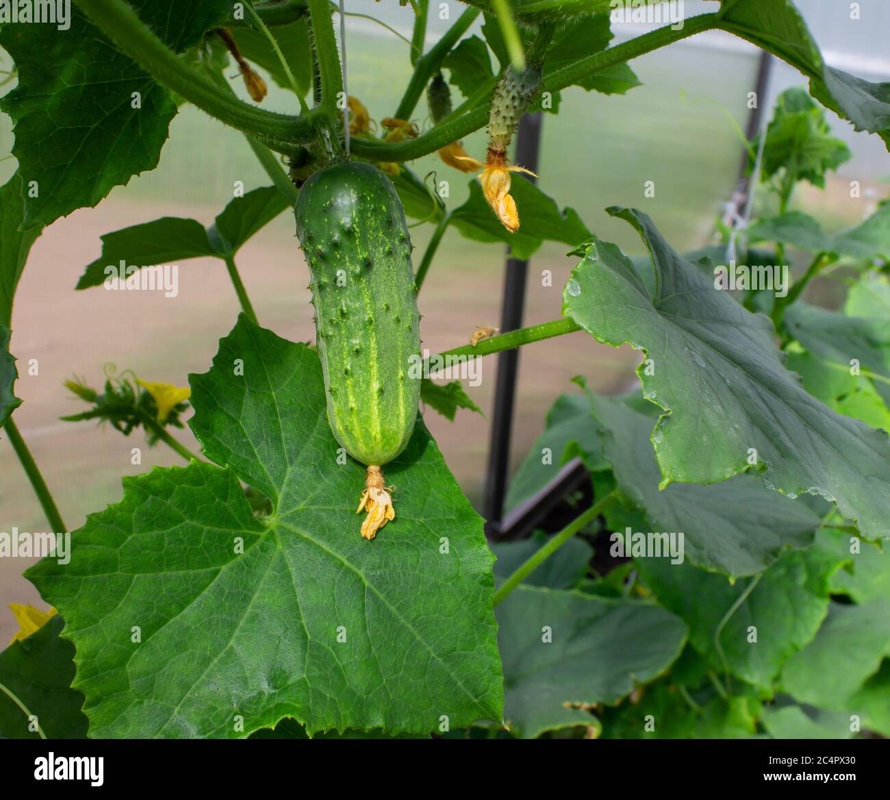photo of a young cucumber bush in the garden in the garden Stock Photo ...
