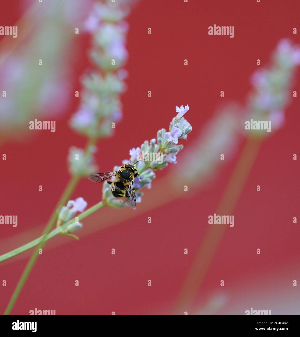 bee sucking pollen from lavender flower in June Stock Photo - Alamy