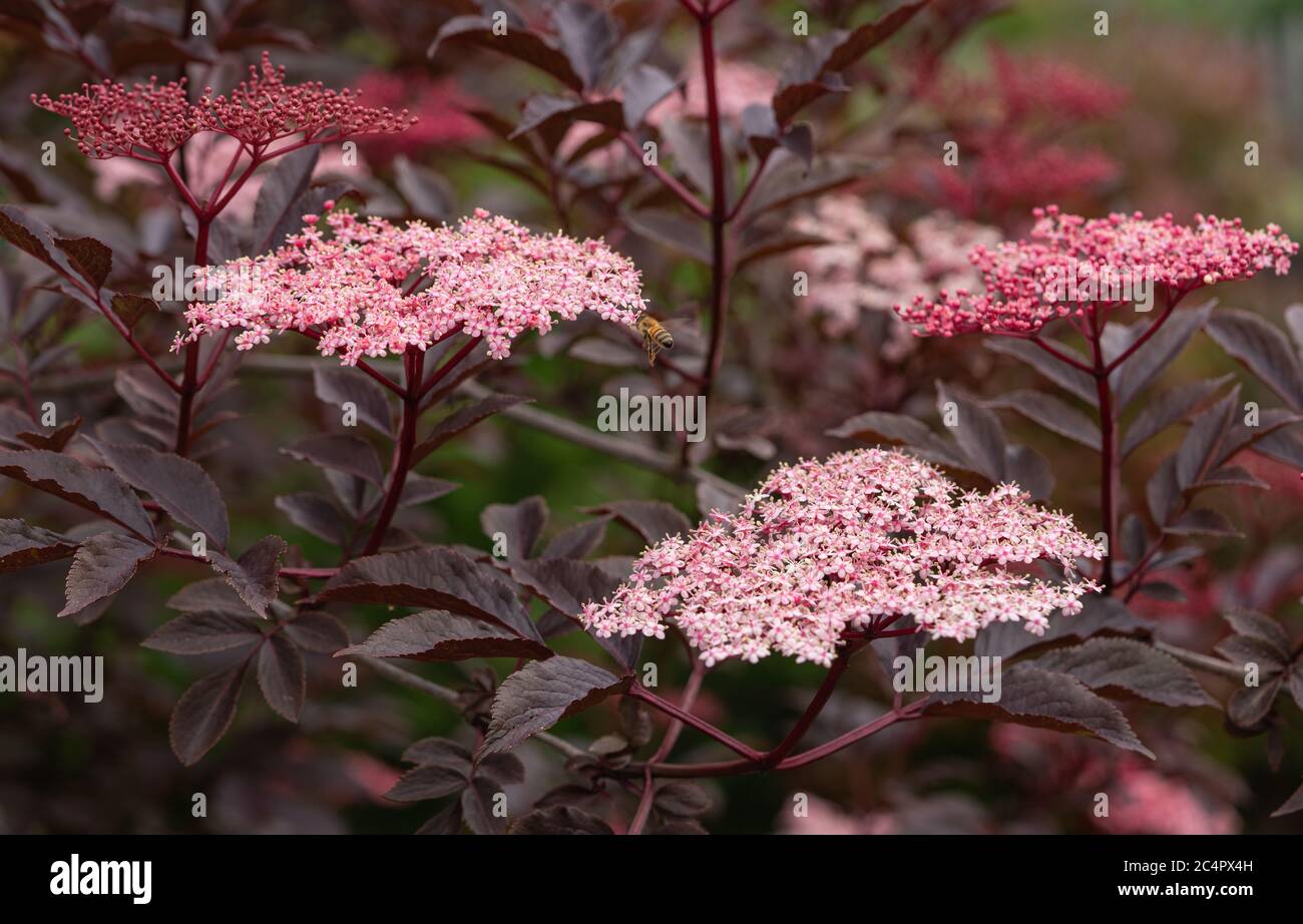 Sambucus nigra black beauty hi-res stock photography and images - Alamy