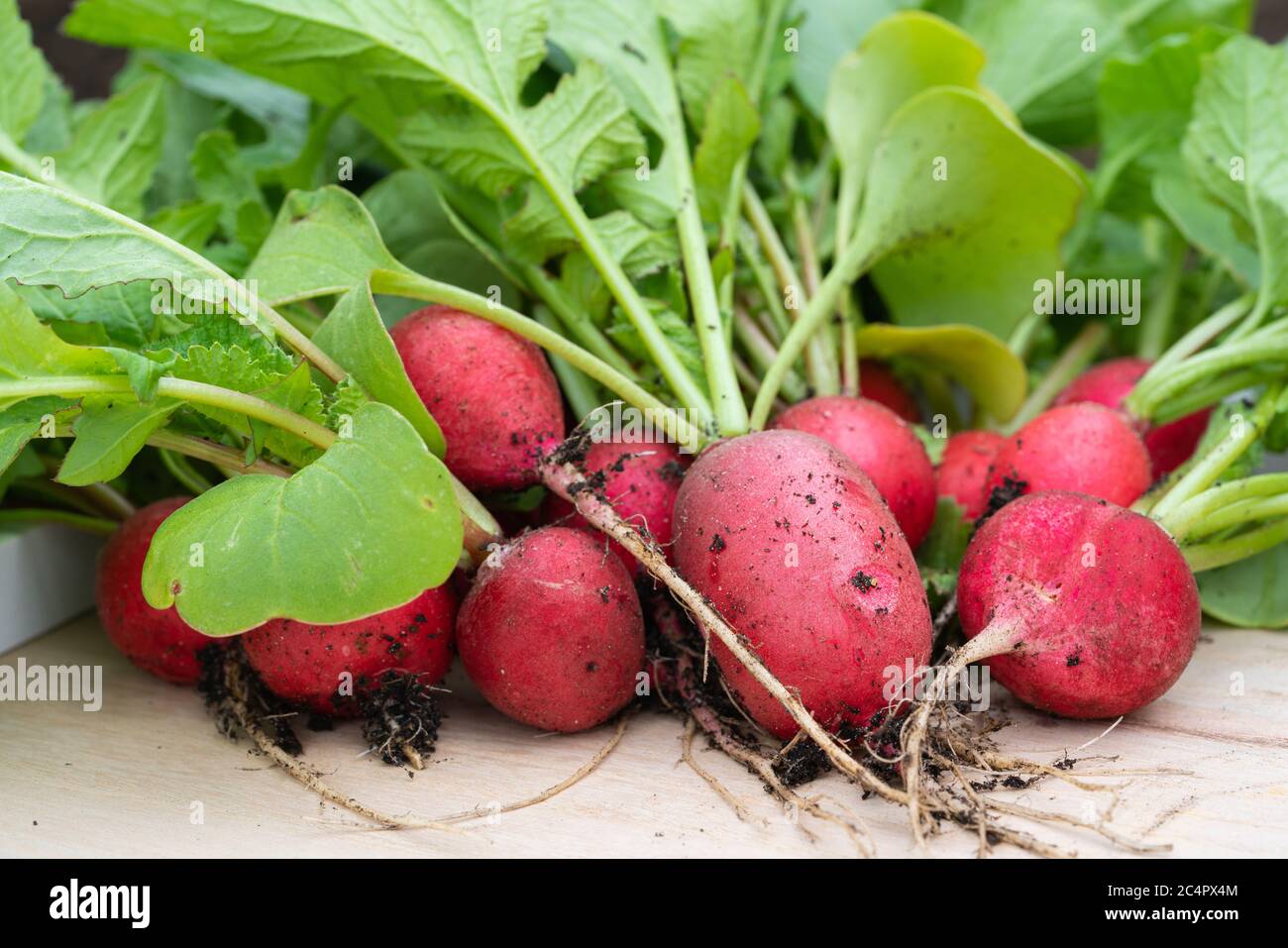 Harvest time, close up image of redish just after harvesting with roots ...