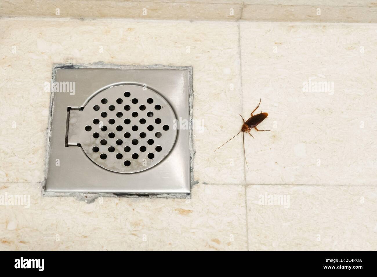 Cockroach in the bathroom near the drain hole. The problem with insects ...