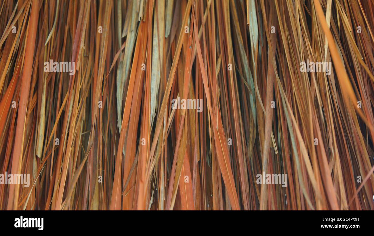 Natural background of red dried large leaves Stock Photo - Alamy