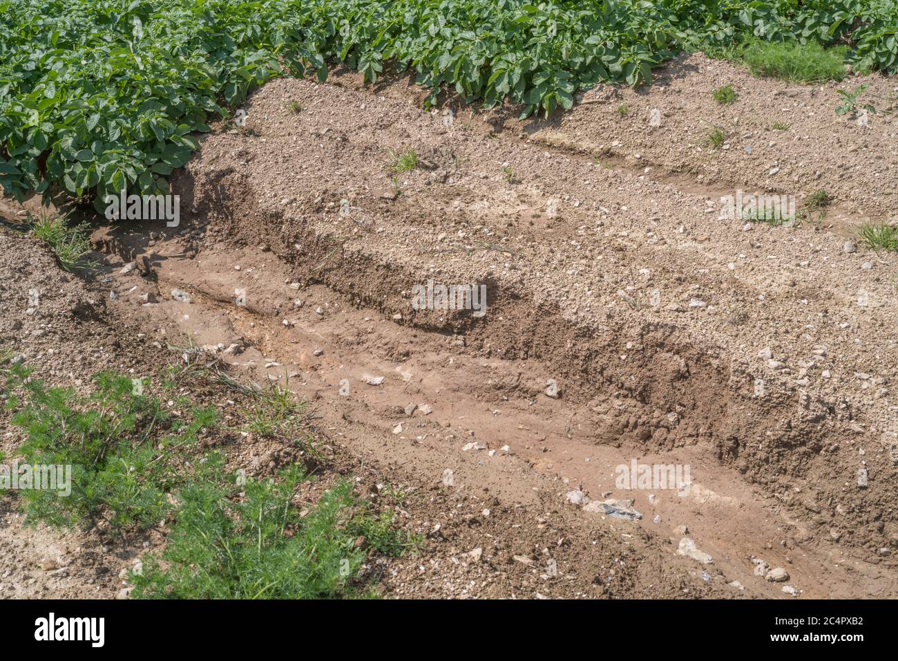 UK topsoil removal, crop washout, and water gully erosion in Cornwall ...