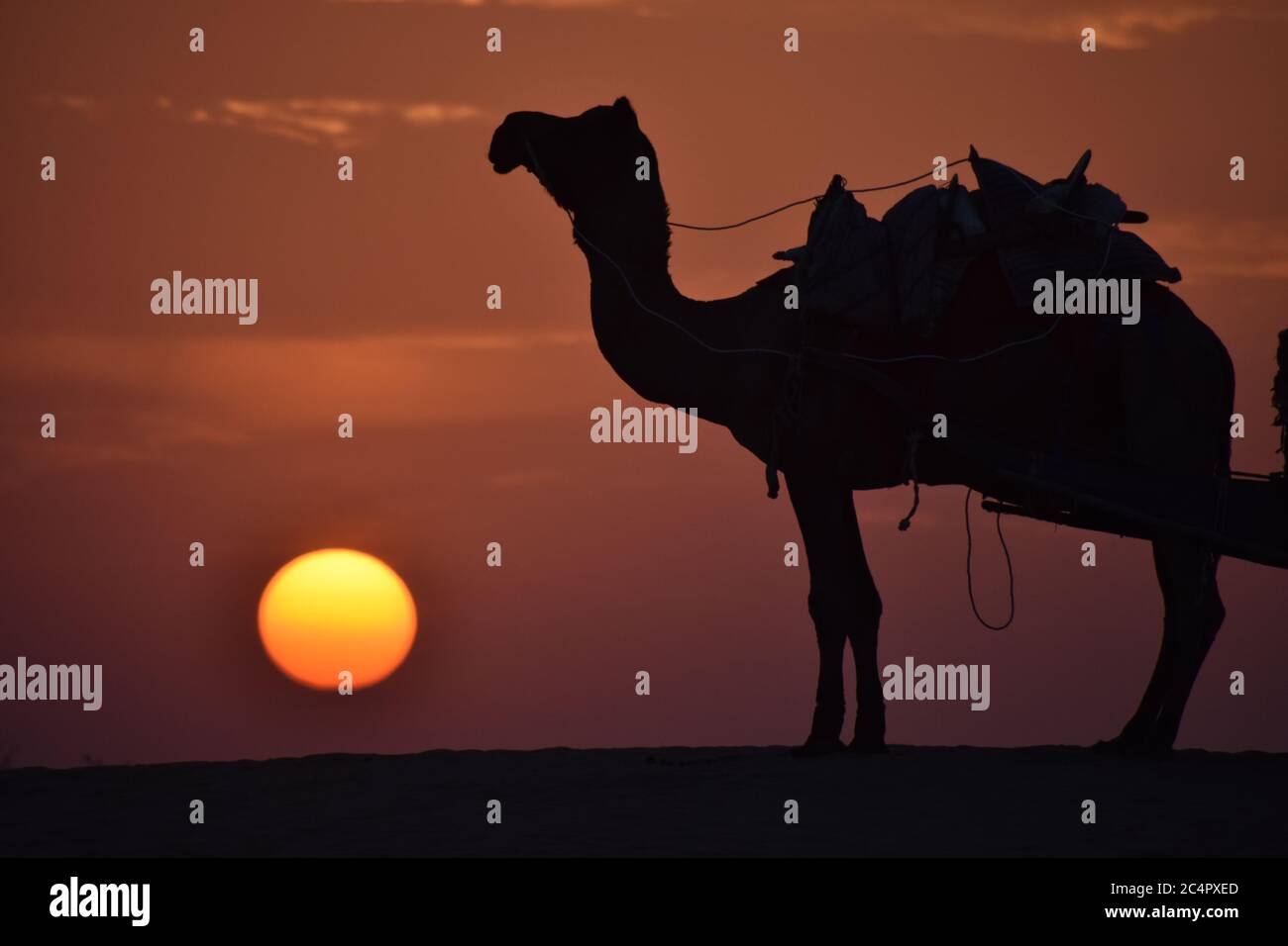 desert safari at jaisalmer sam dunes in a sunset time Stock Photo - Alamy