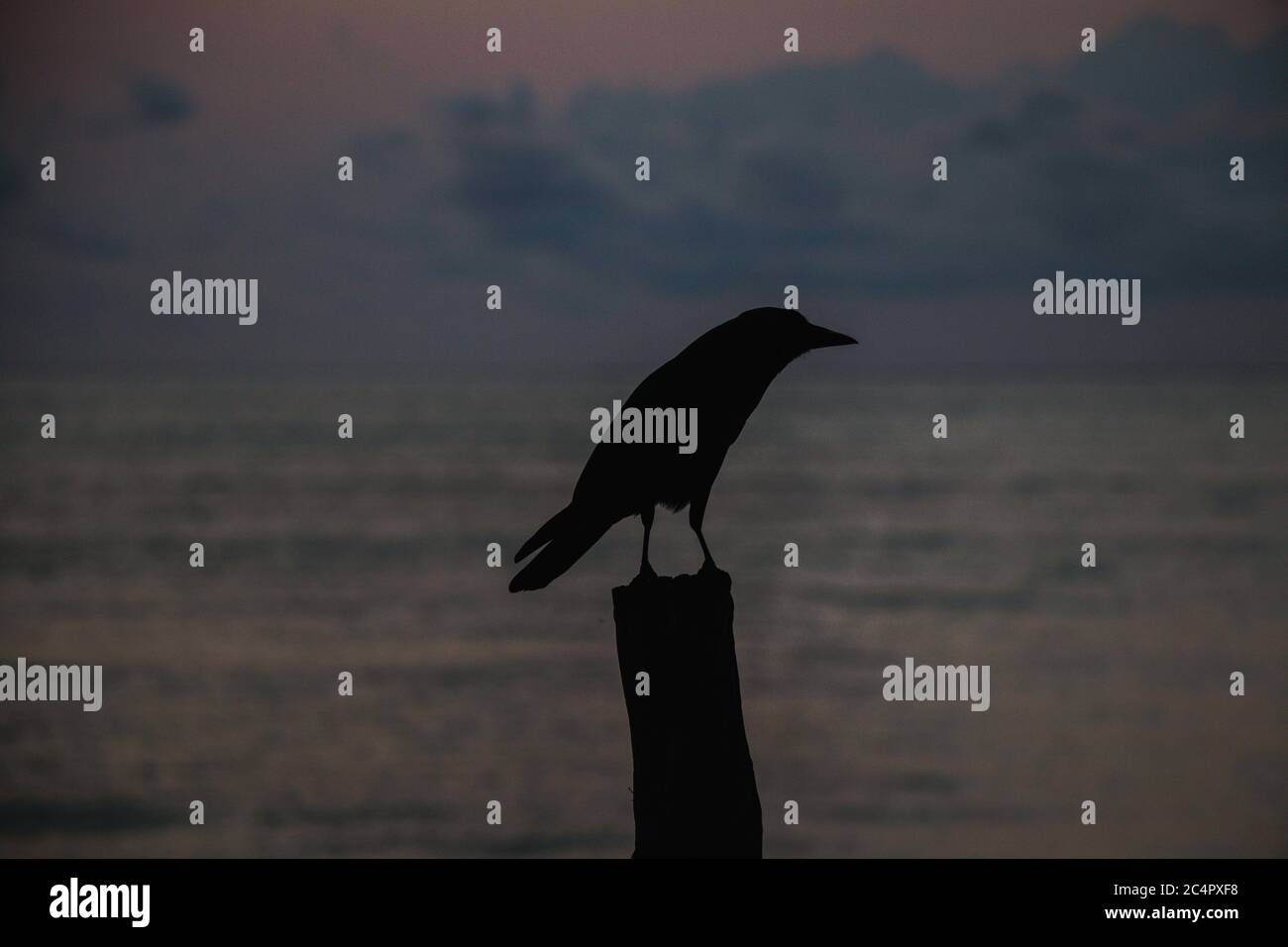 Perched Raven Silhouette