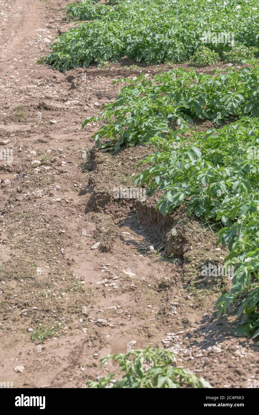 UK topsoil removal, crop washout, and water gully erosion in Cornwall ...