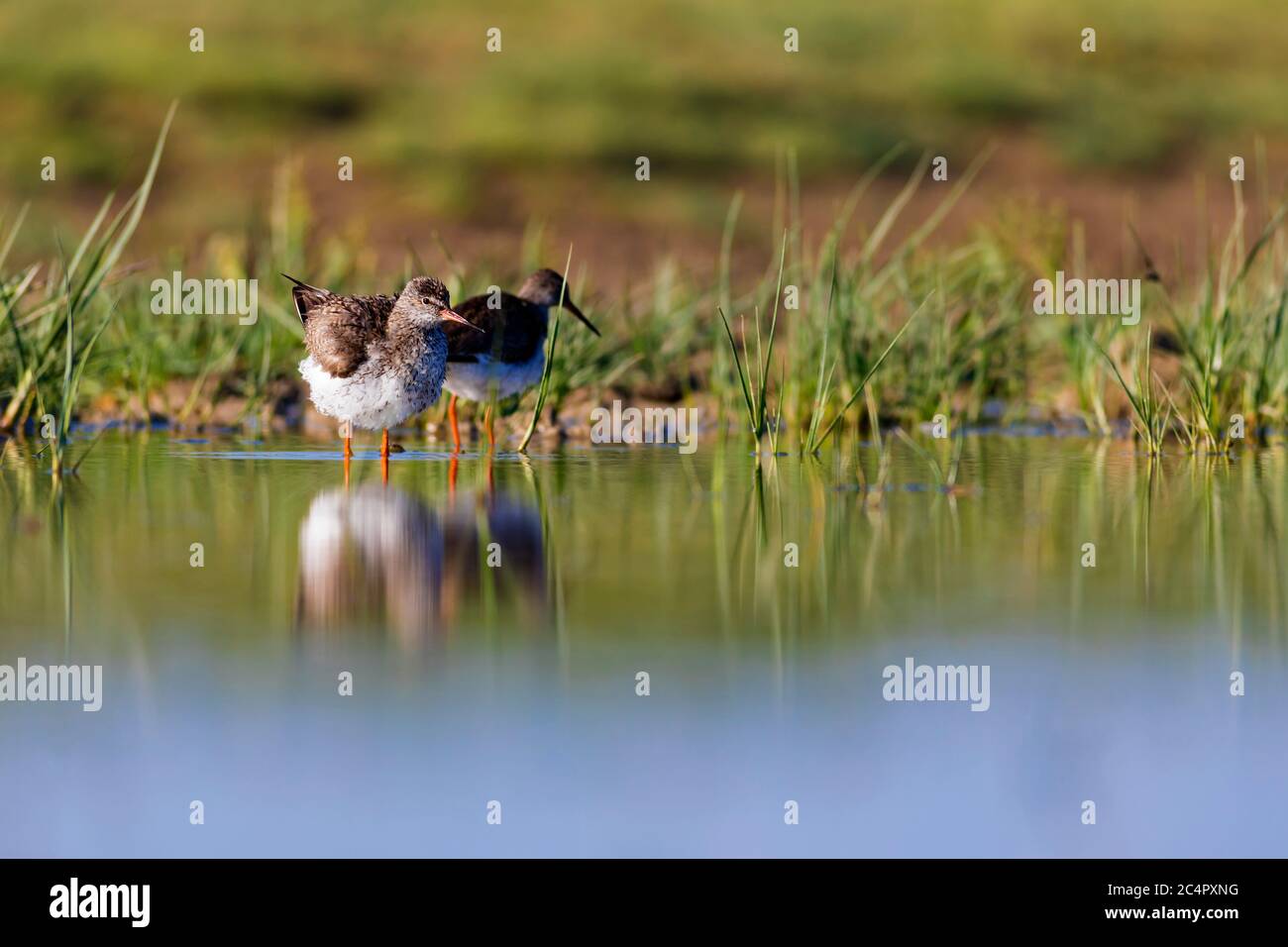 Nature and bird. Common water bird Spotted Redshank. Tringa erythropus ...