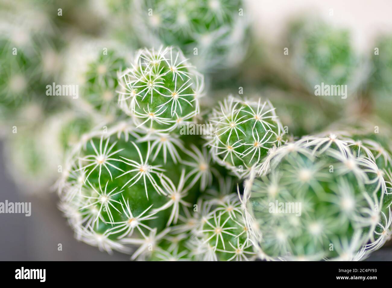 Long needle cactus hi-res stock photography and images - Alamy