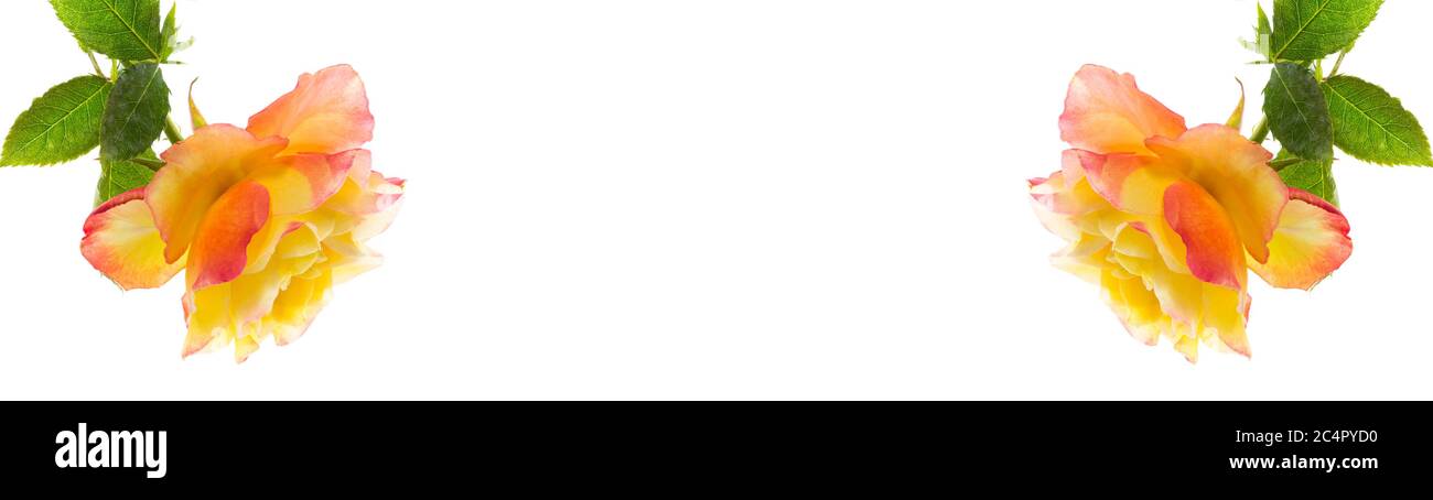 summer white yellow roses banner background. flowers for cards Stock ...