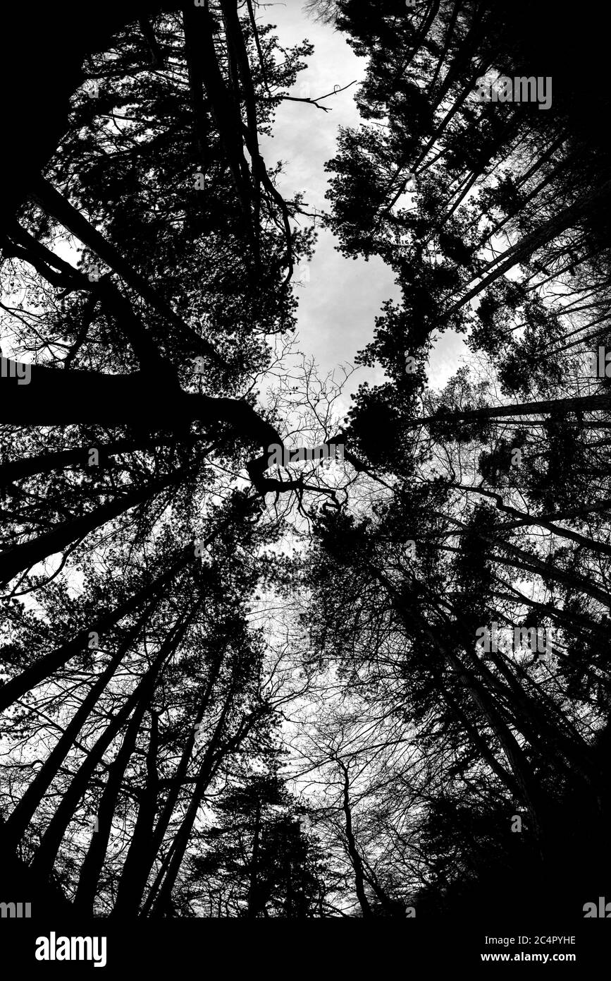 Old fallen trunk Black and White Stock Photos & Images - Alamy