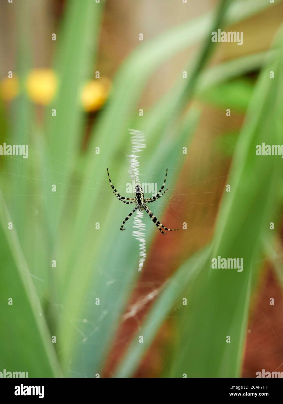 Long spider web hi-res stock photography and images - Alamy