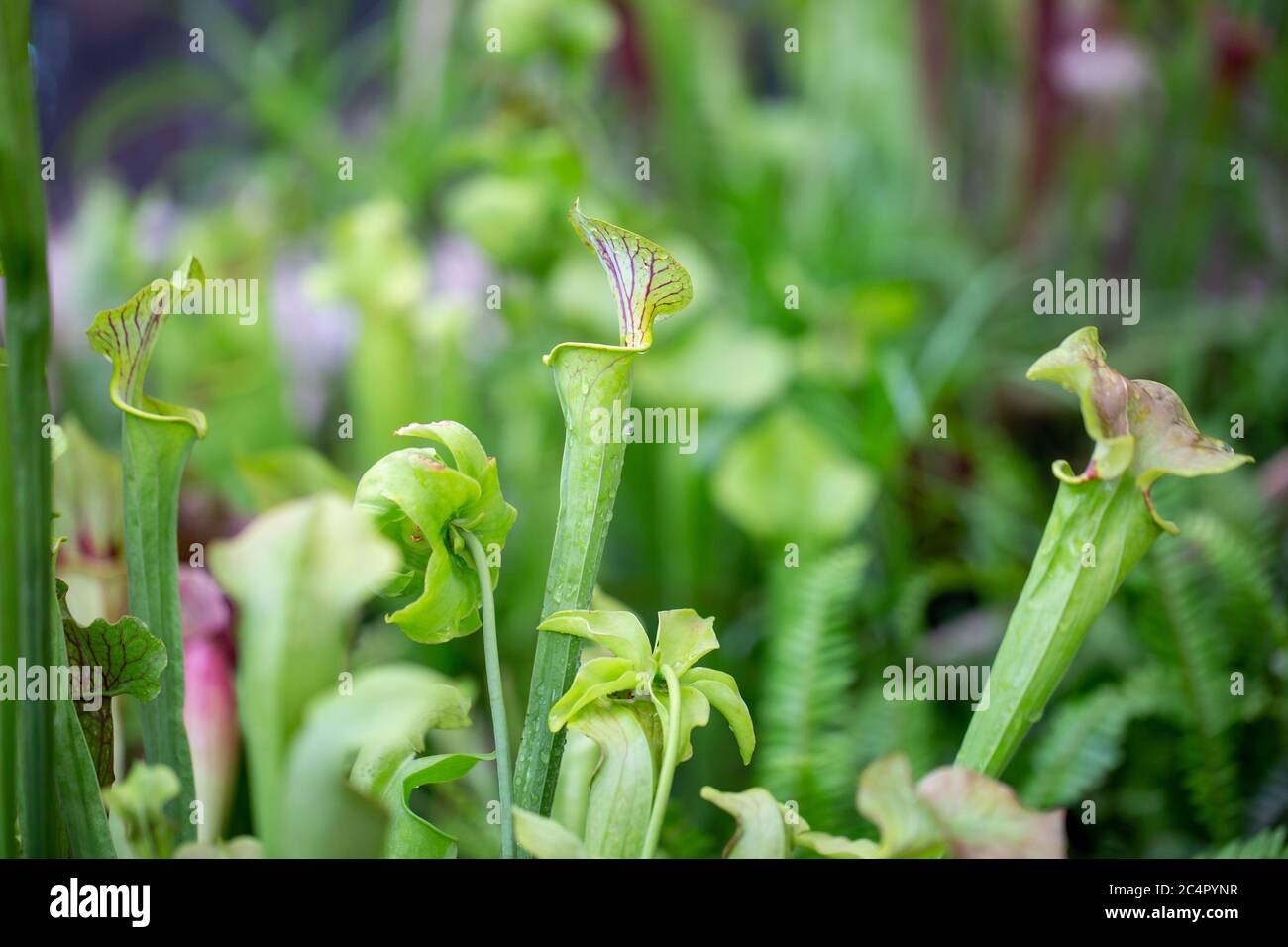 Carnivore, carnivorous plant or flower in the rainforest, nature ...