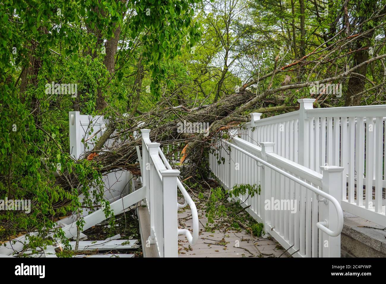 Tree Cut Metal Fence High Resolution Stock Photography and Images - Alamy