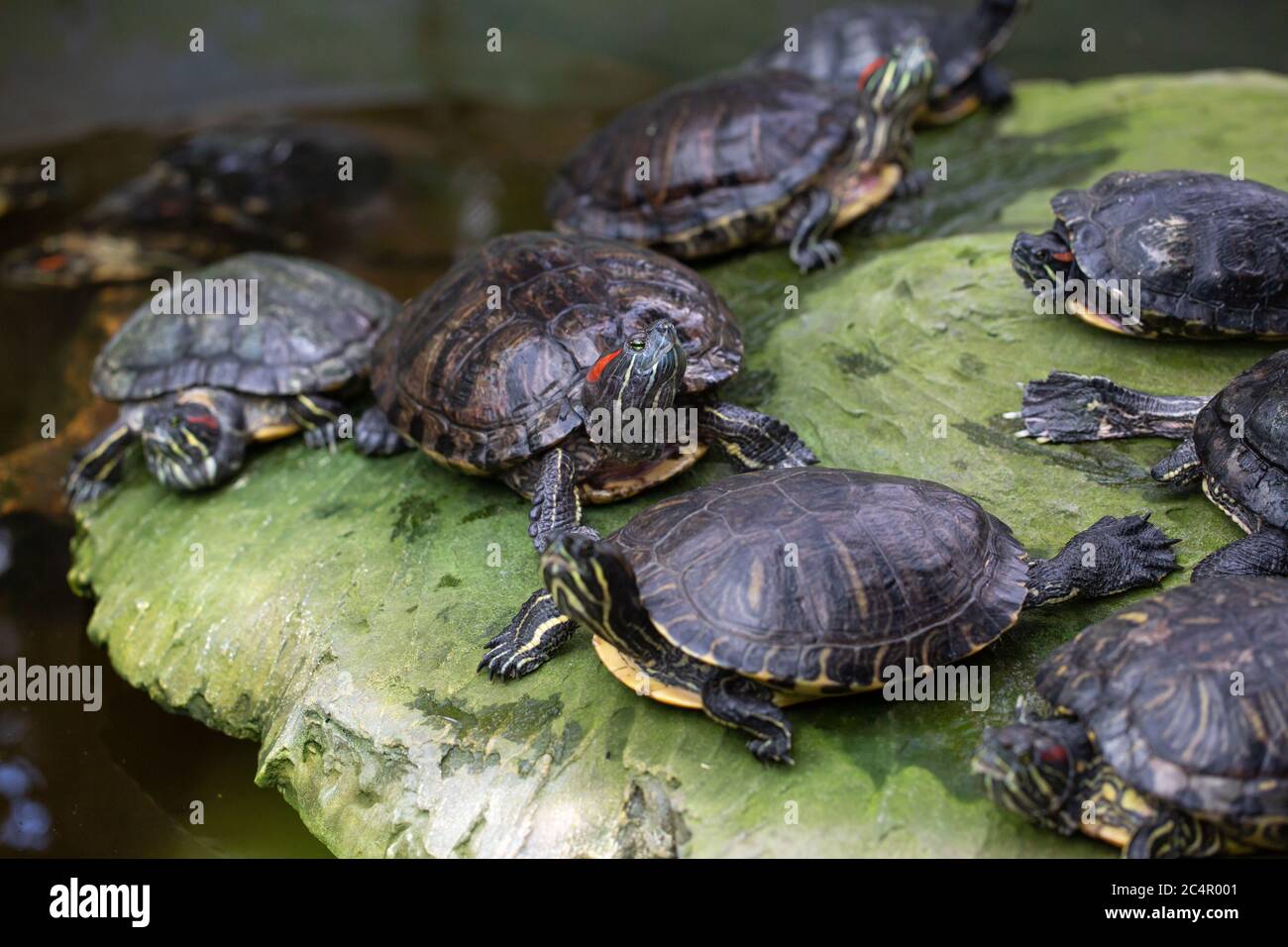 Lovely turtles resting on the rock by the water, wildlife and nature ...
