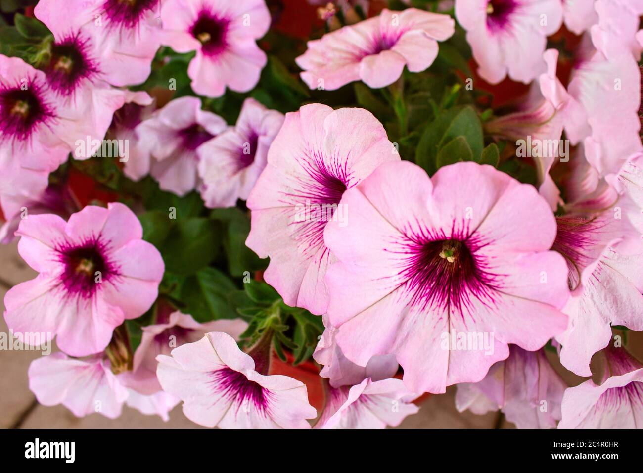 pink petunia flower in the summer garden Stock Photo - Alamy