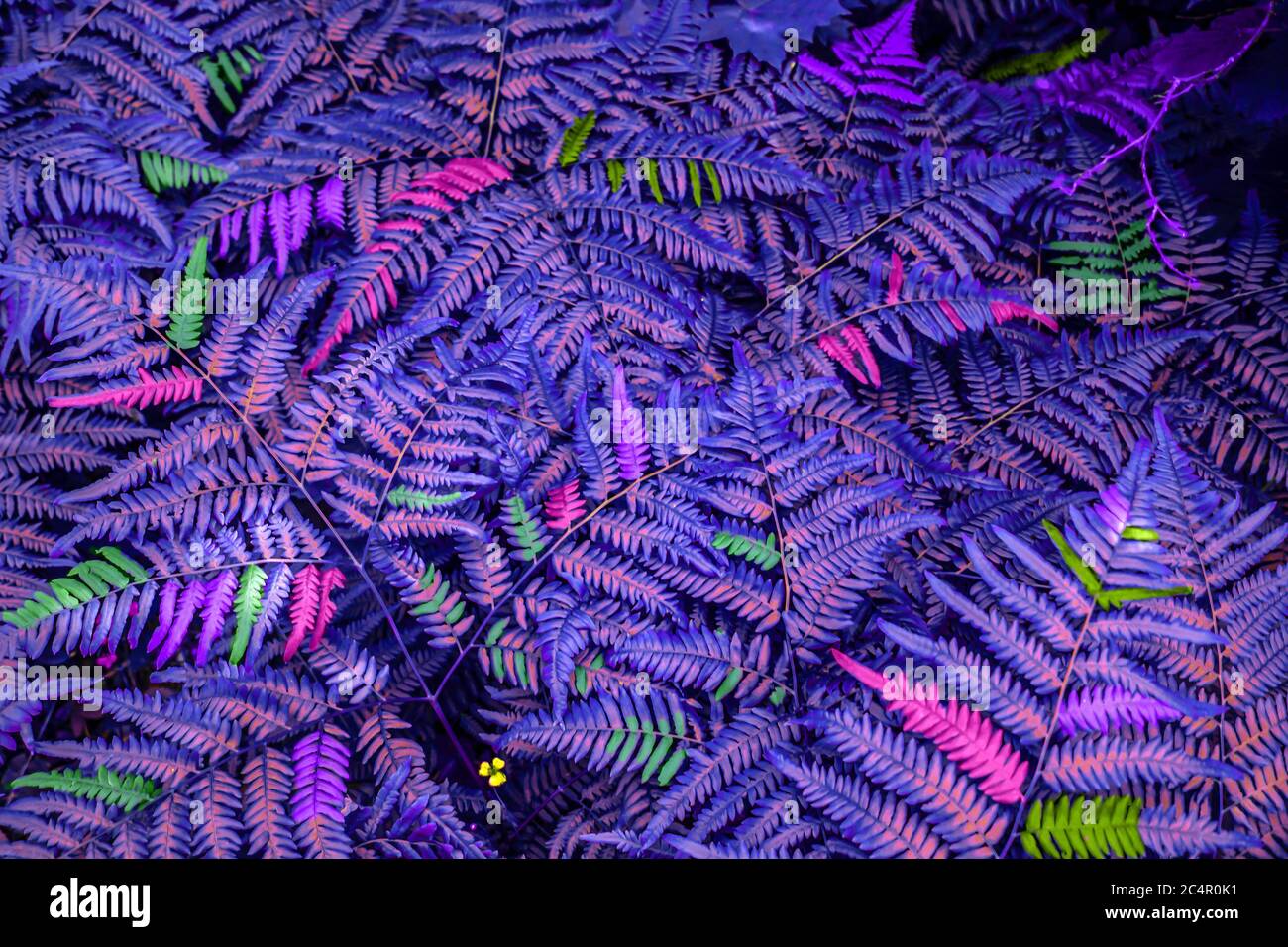 Unnatural environment hi-res stock photography and images - Alamy