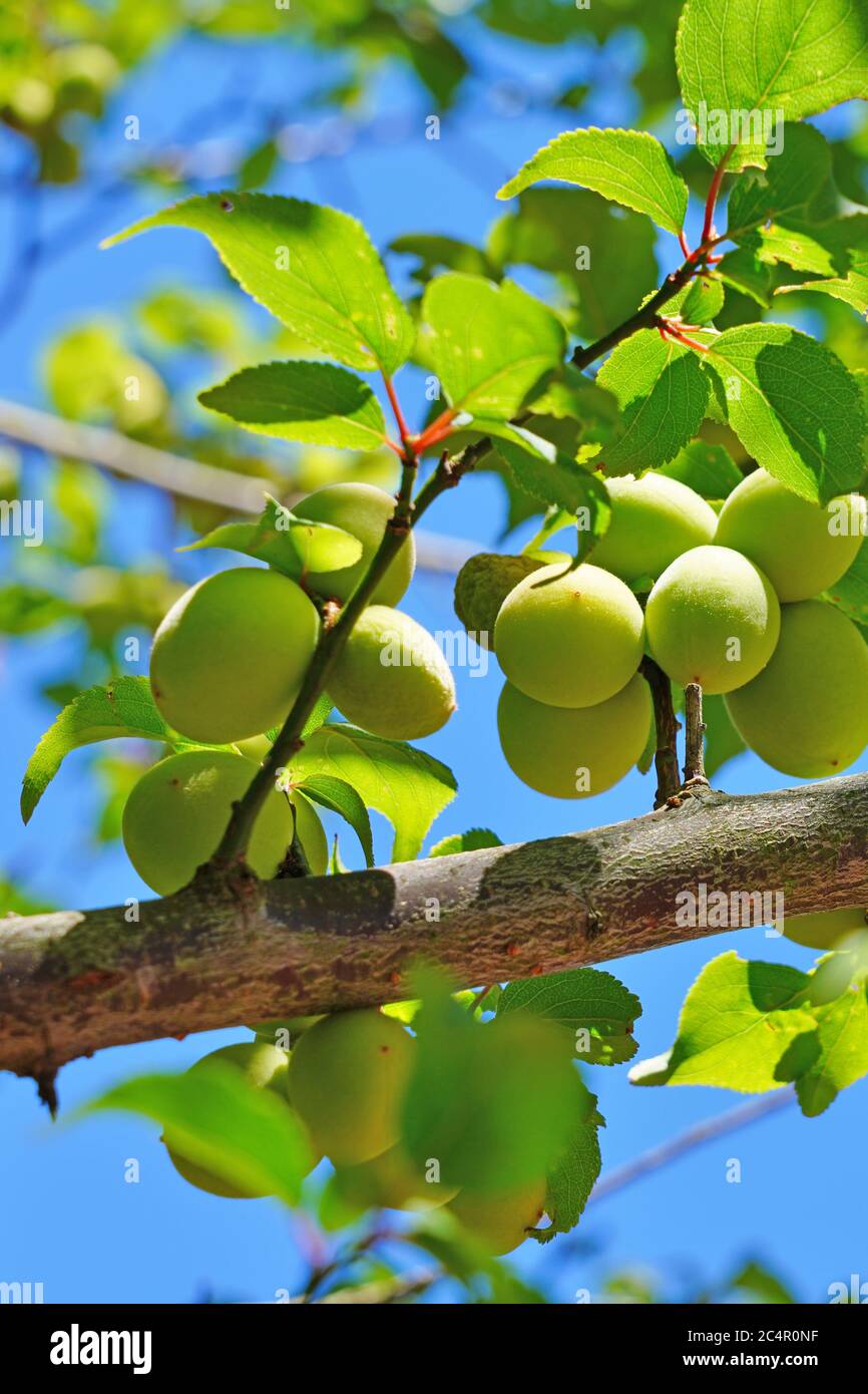 Japanese Apricot Tree
