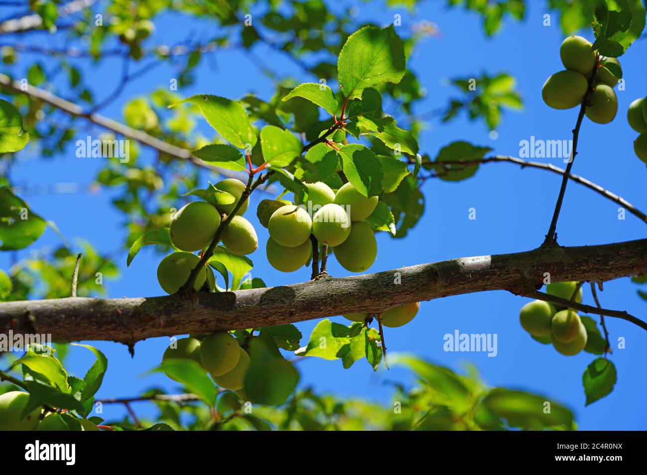 Green Japanese apricot growing on a ume tree Stock Photo - Alamy