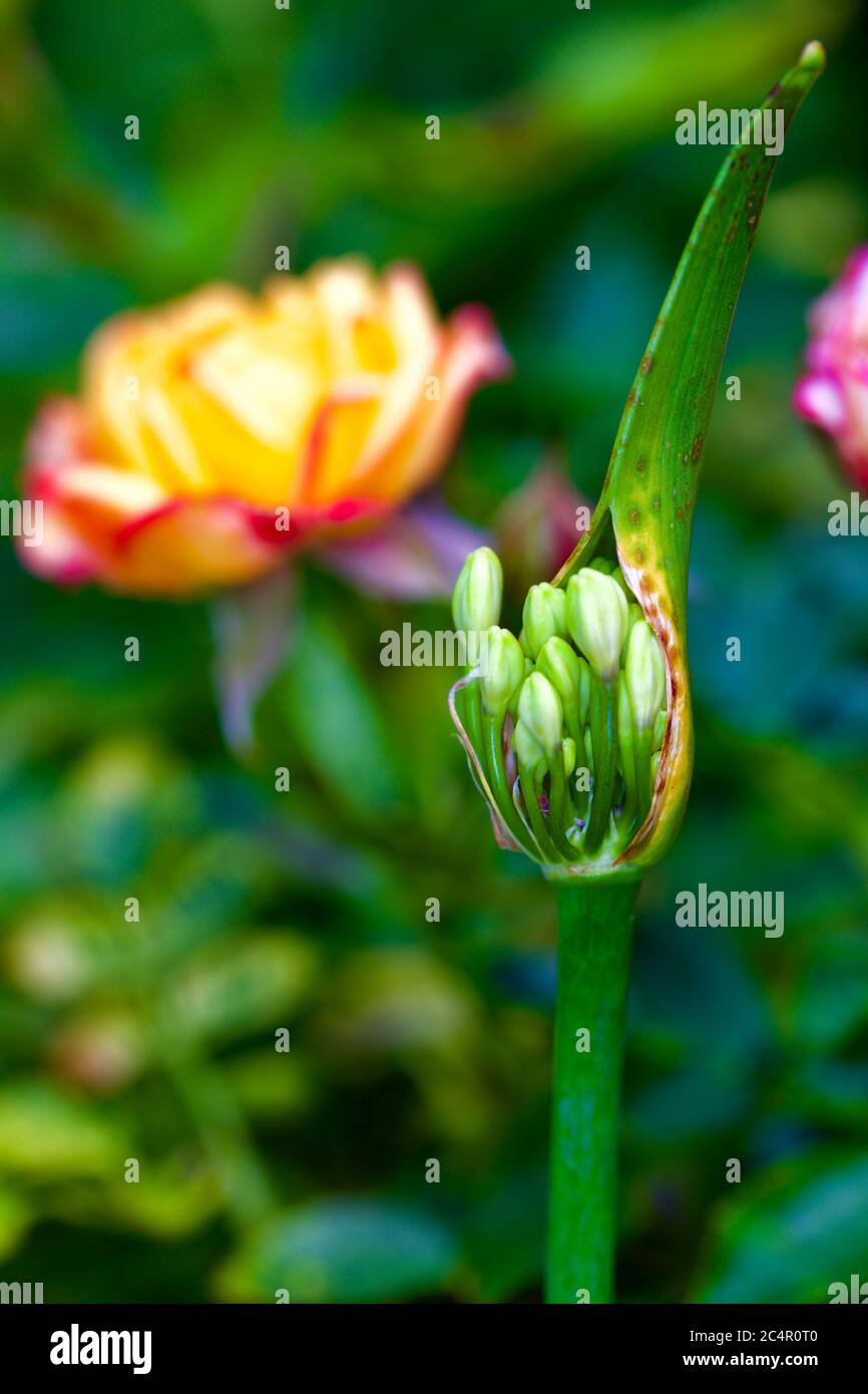 Emerging growth of a Agapanthus africanus 'Twister' Stock Photo - Alamy