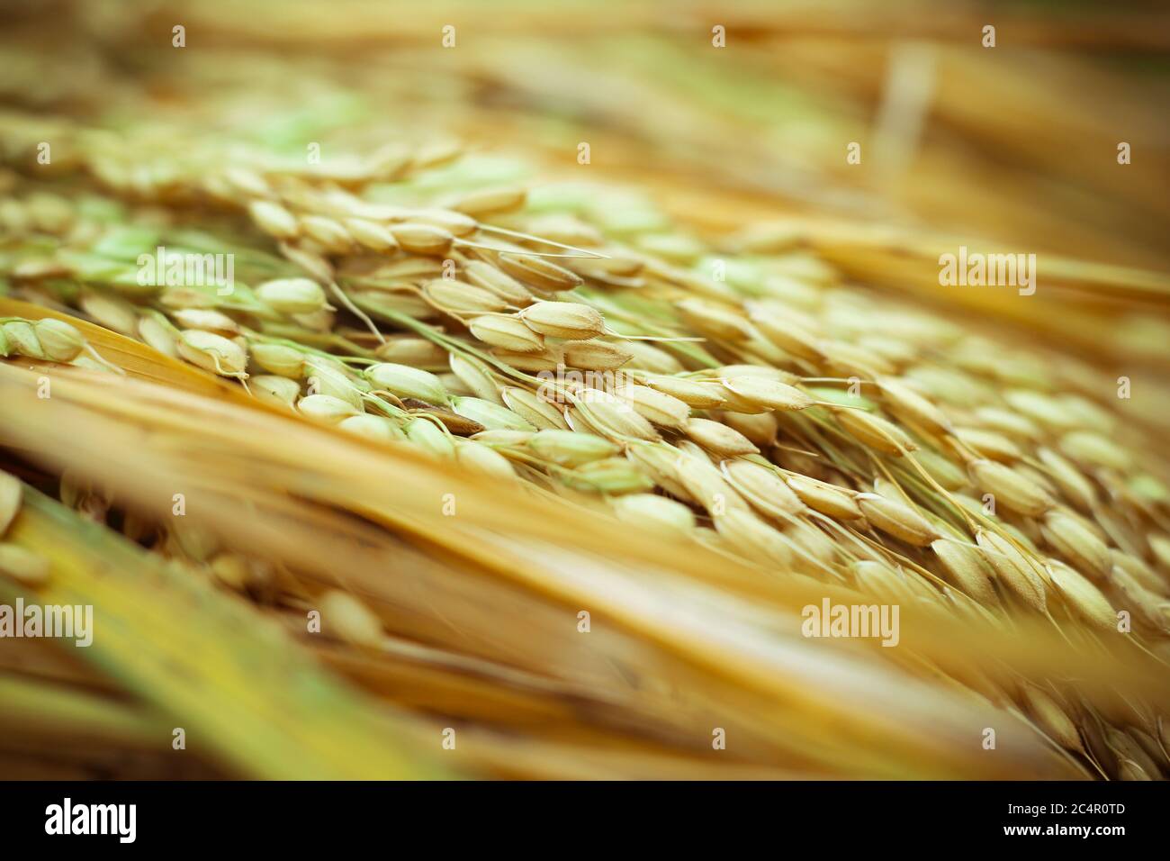 Bangladeshi plant hi-res stock photography and images - Alamy