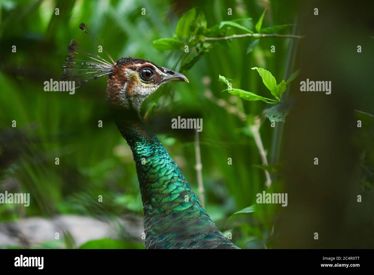 Indian peacock close up. peacock with beautiful green color textured ...
