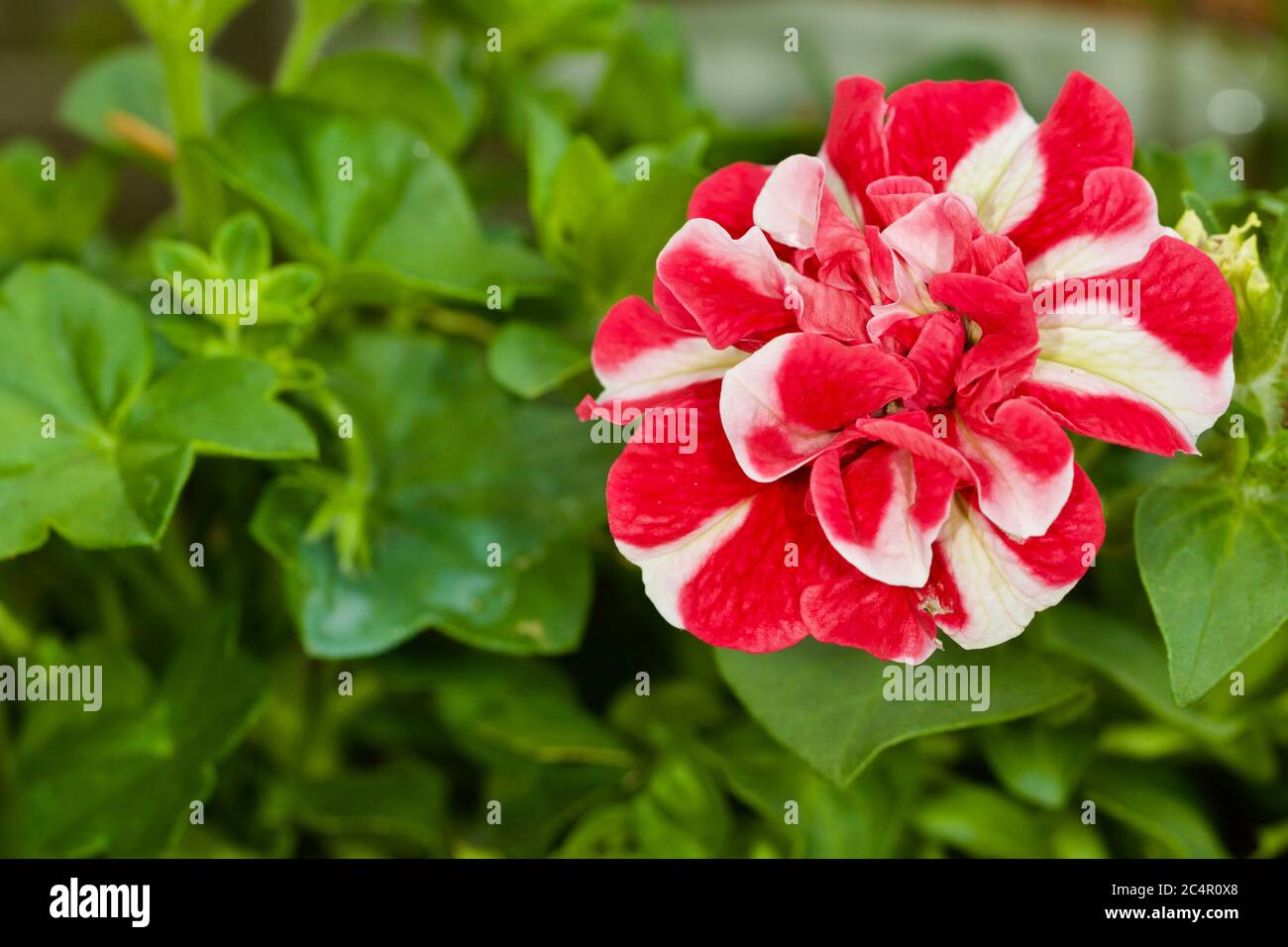 Petunia Cherry Ripple Stock Photo - Alamy