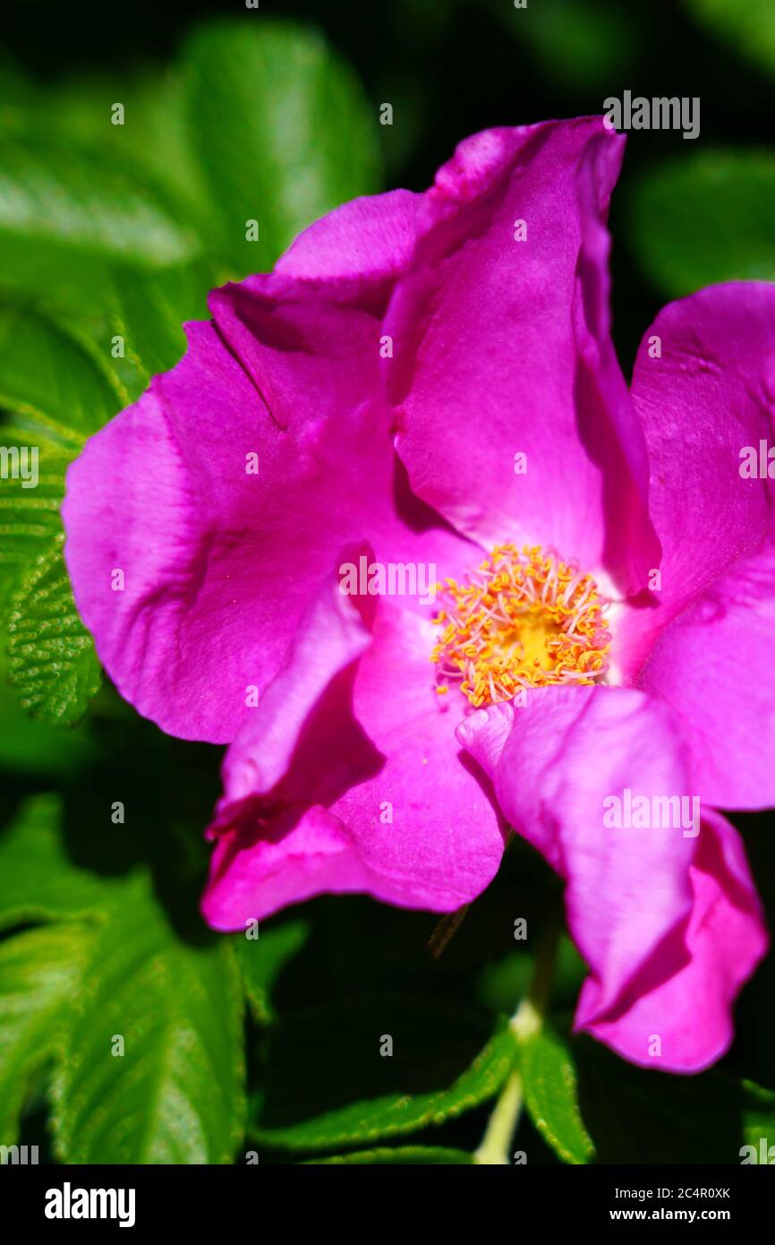 Pink flower of the rosa rugosa rose Stock Photo - Alamy