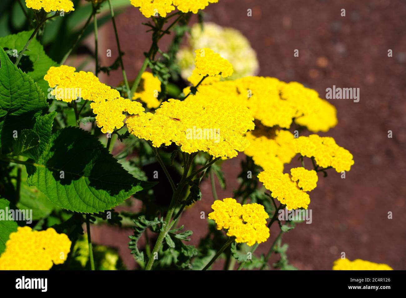 Yellow flowers of achillea moonshine yarrow plant Stock Photo - Alamy