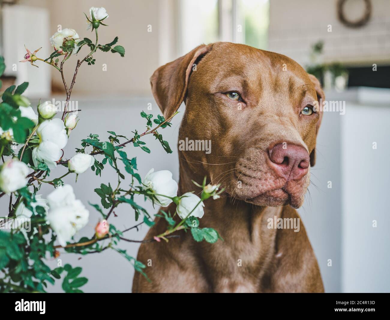 Lovable, pretty puppy of chocolate color. Closeup Stock Photo - Alamy
