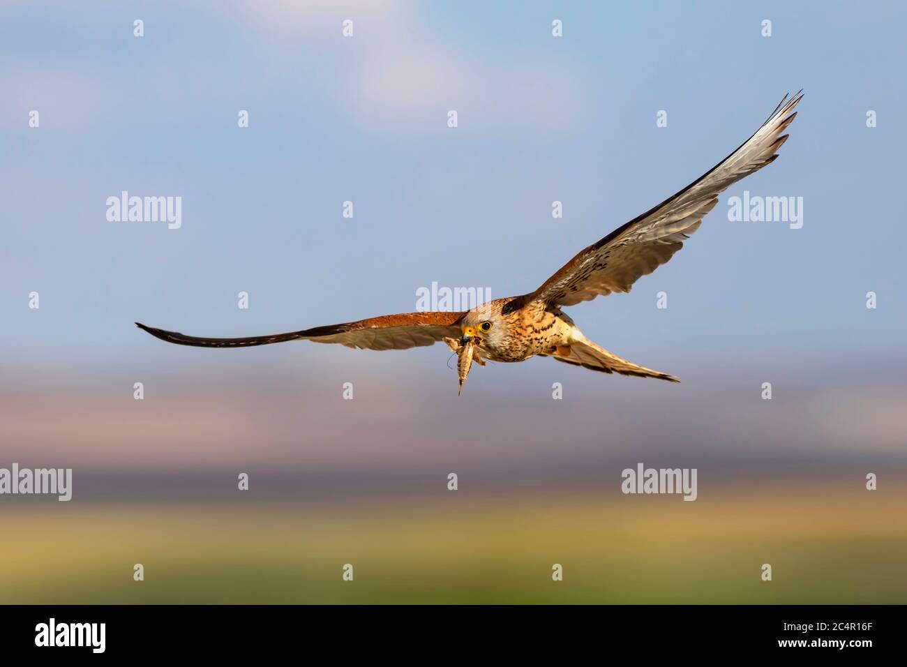 Flying falcon with its hunt. Bird: Lesser Kestrel. Falco naumanni. Blue ...