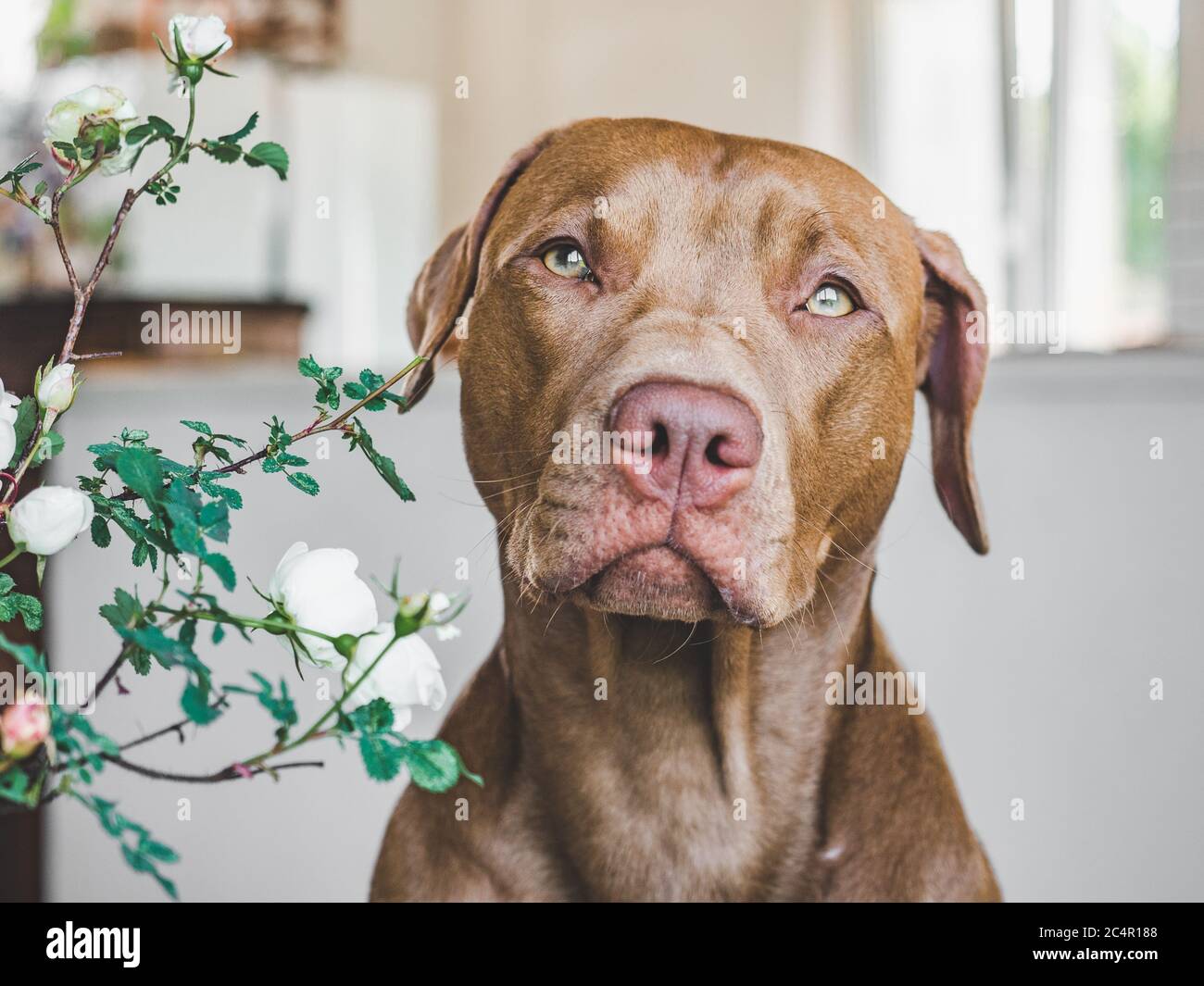 Lovable, pretty puppy of chocolate color. Closeup Stock Photo - Alamy