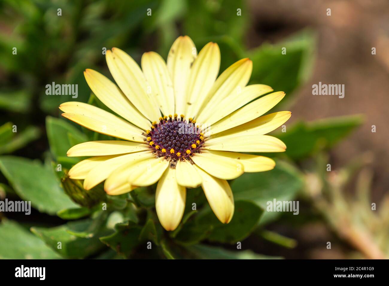 yellow African daisy (Osteospermum) closeup at Summer in South Africa ...