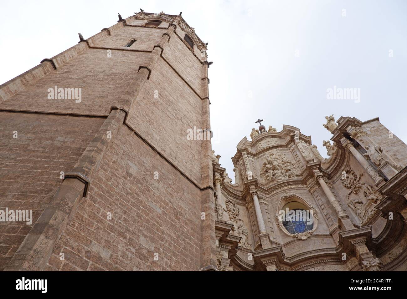 Cathedral bell flowers hi-res stock photography and images - Alamy