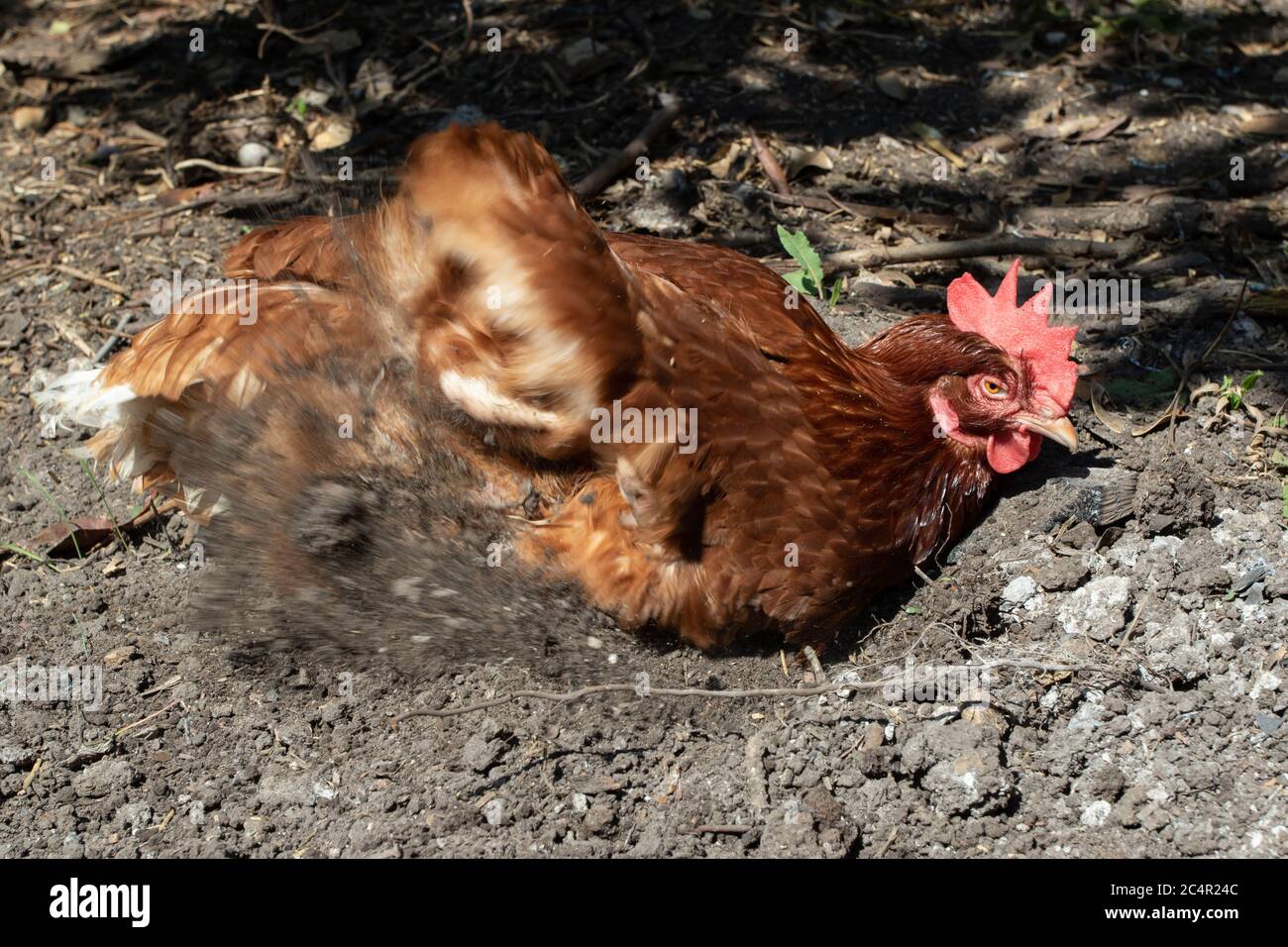 Brown Hybrid Chicken dust bathing in back garden. Summer. British Isles ...