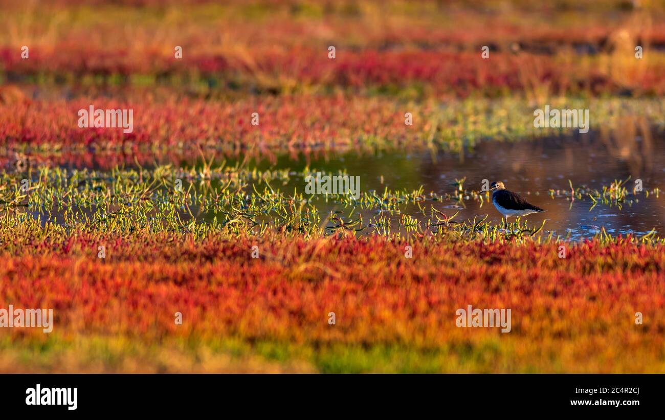 Nature and bird. Red green nature habitat background. Bird: Common ...
