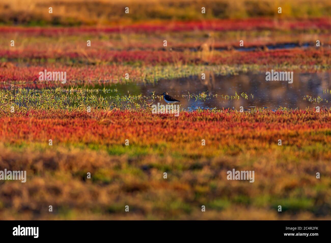 Nature and bird. Red green nature habitat background. Bird: Common ...