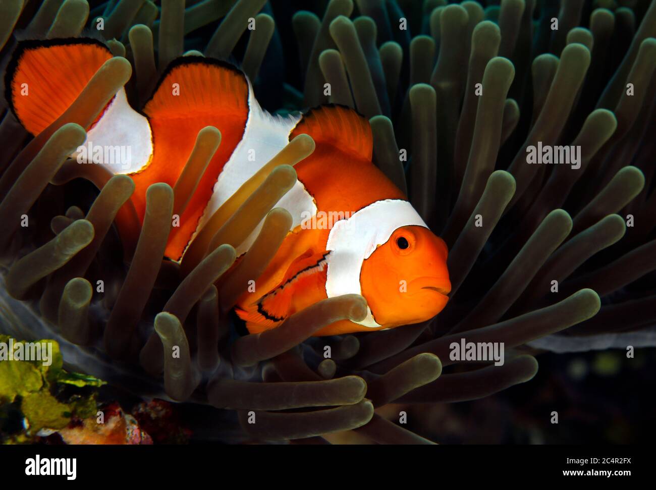 Clown Anemonefish (Amphiprion ocellaris, aka Ocallaris Clownfish) in ...