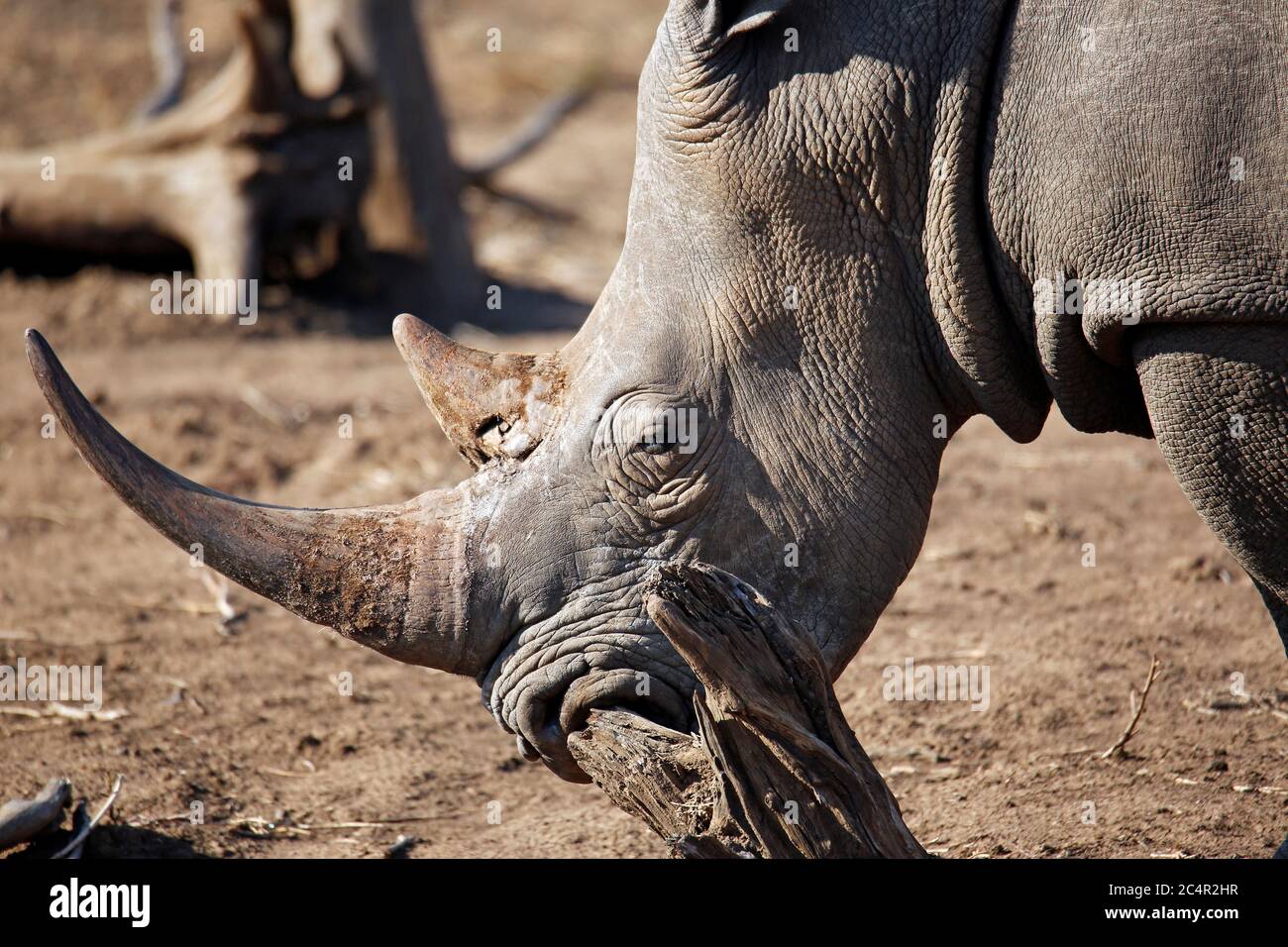 Close-up of a White Rhino (Ceratotherium simum), Scratching its Nose ...