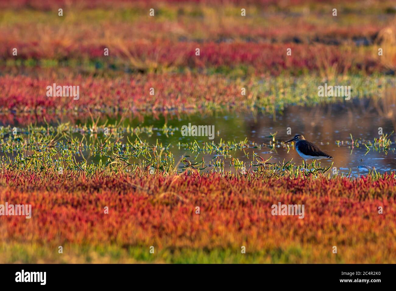 Nature and bird. Red green nature habitat background. Bird: Common ...