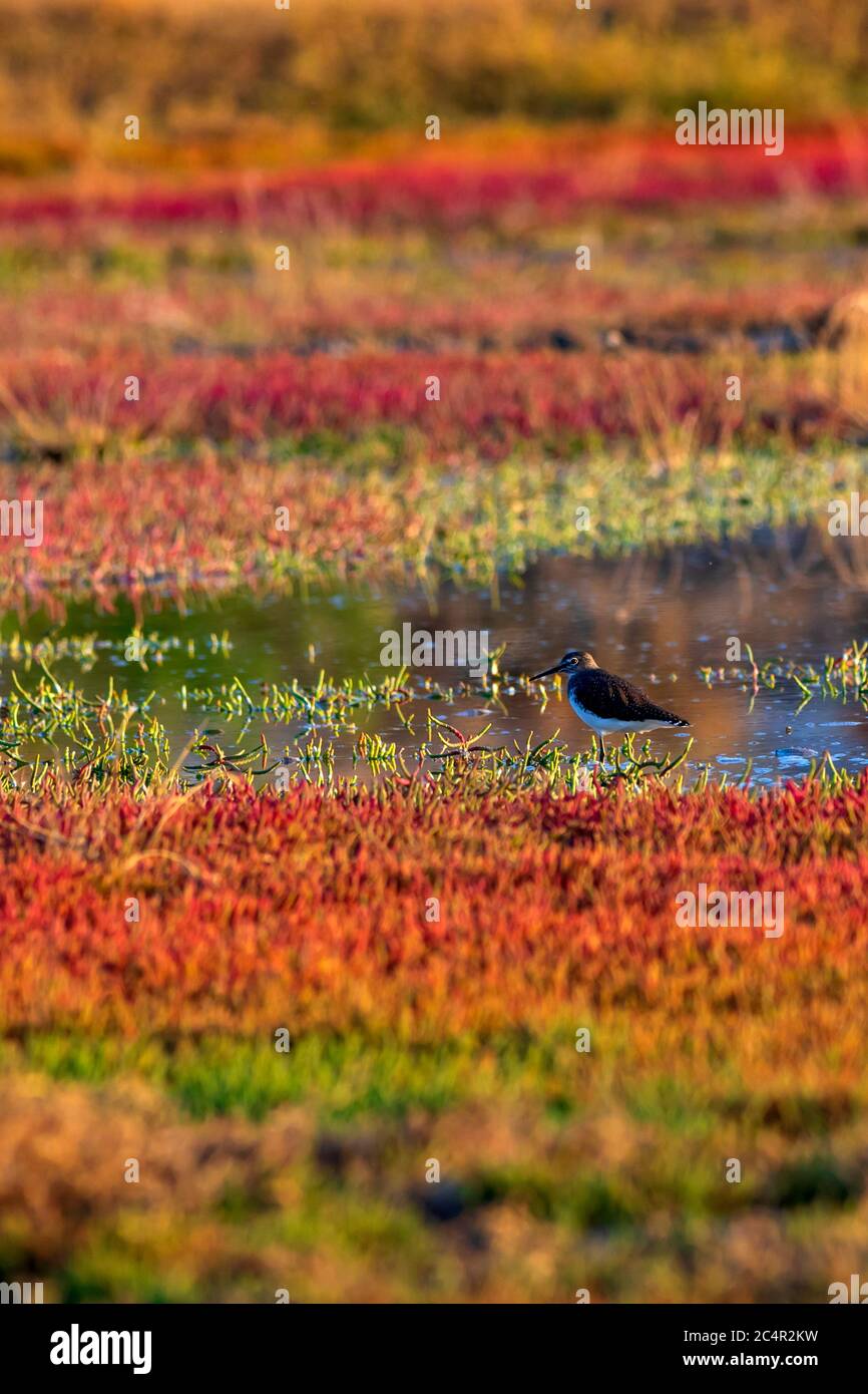 Nature and bird. Red green nature habitat background. Bird: Common ...