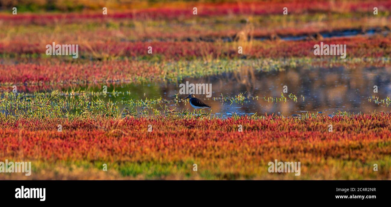 Nature and bird. Red green nature habitat background. Bird: Common ...