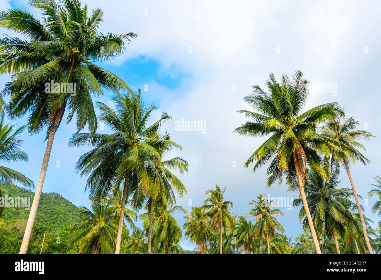 palm grove. Palm trees in the tropical jungle. Symbol of the tropics ...