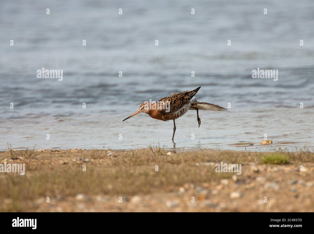 Black-tailed Godwit, Limosa limosa, single adult in summer plumage ...