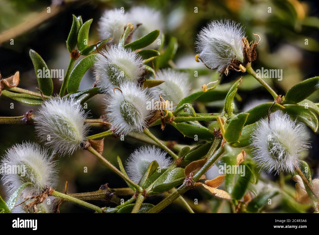 Creosote Bush Seeds, also Greasewood, Larrea tridentata Stock Photo - Alamy